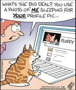 20 Hilarious Cartoons That Perfectly Capture Life with Cats